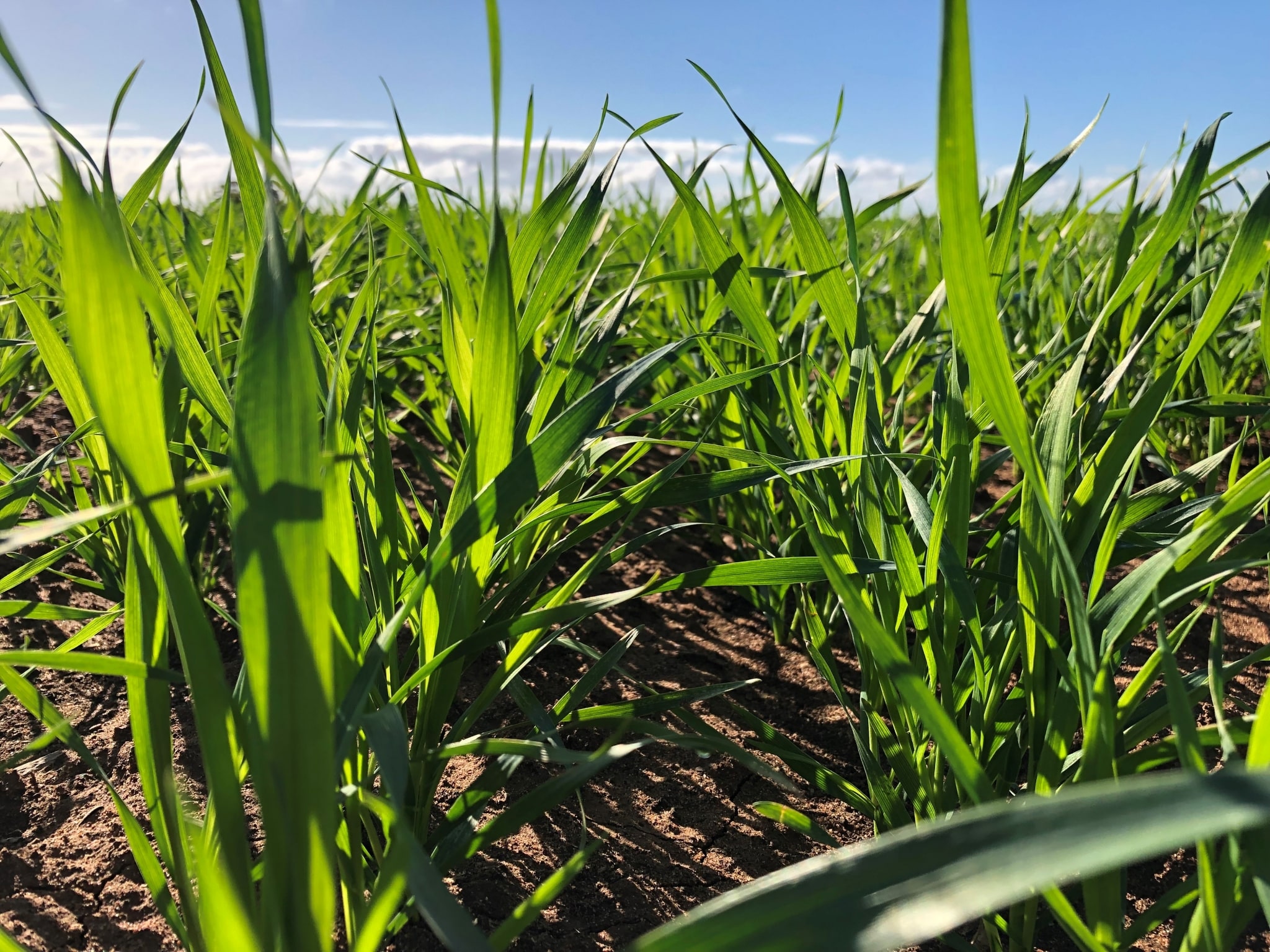Liquid Nitrogen for Pasture and Winter Crop